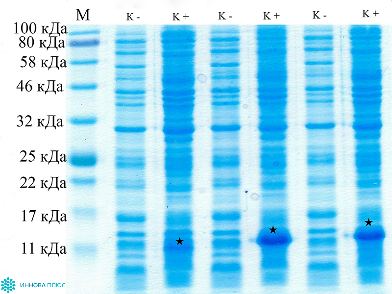 ООО «Иннова плюс» » Получение VHH антител верблюда и VNAR антител акулы